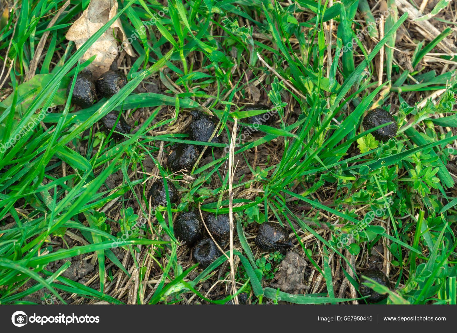 Close Black Color Goat Excrement Faeces Animal Green Grass Hoofed ...