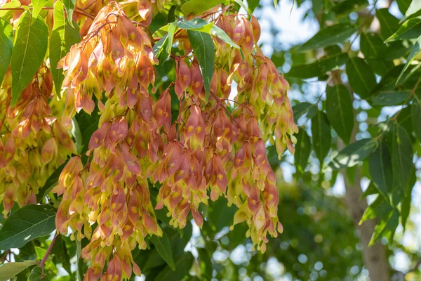 Ash tree Images - Search Images on Everypixel