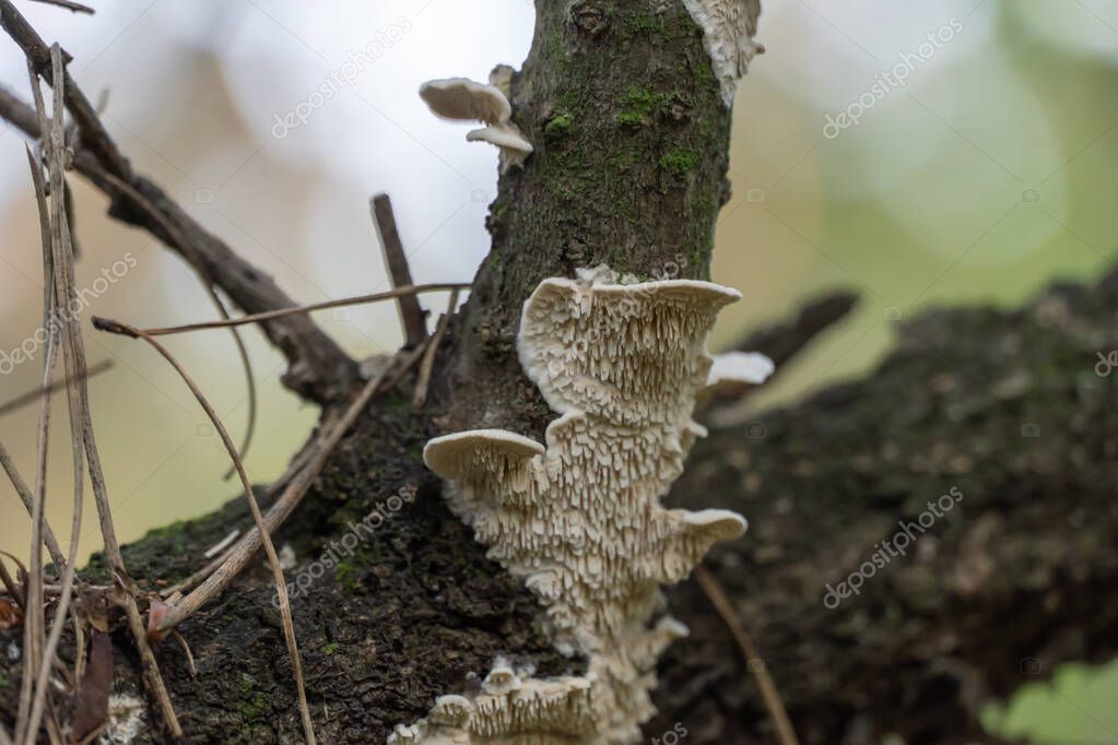 Agrupe las setas blancas llenas en el tronco musgoso del árbol de cerca ...