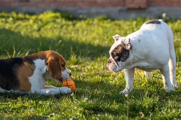 Greedy dog Stock Photos, Royalty Free Greedy dog Images | Depositphotos