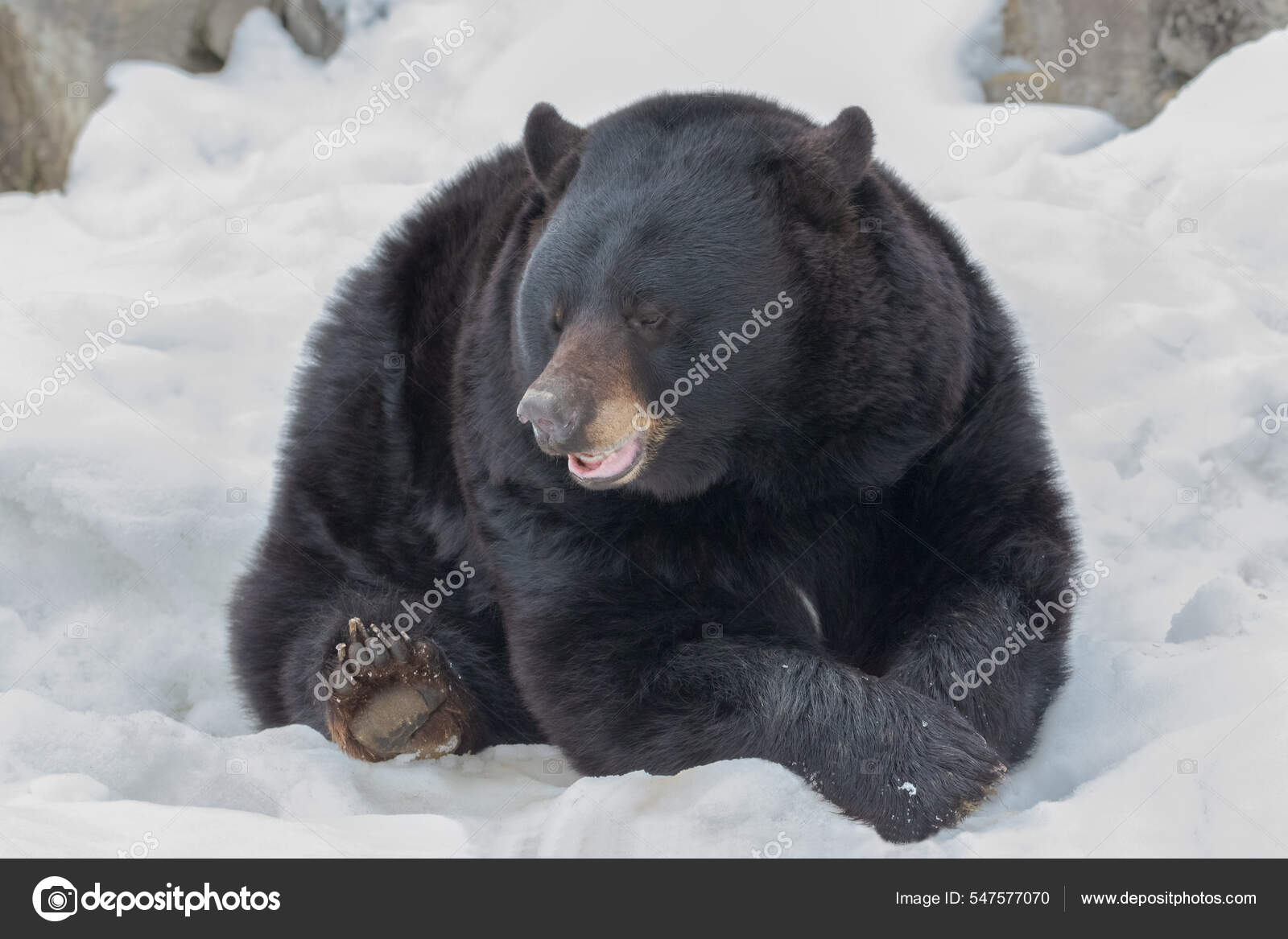Huge Black Bear Lying Snow — Stock Photo © dessinsjeanlandry.gmail.com ...