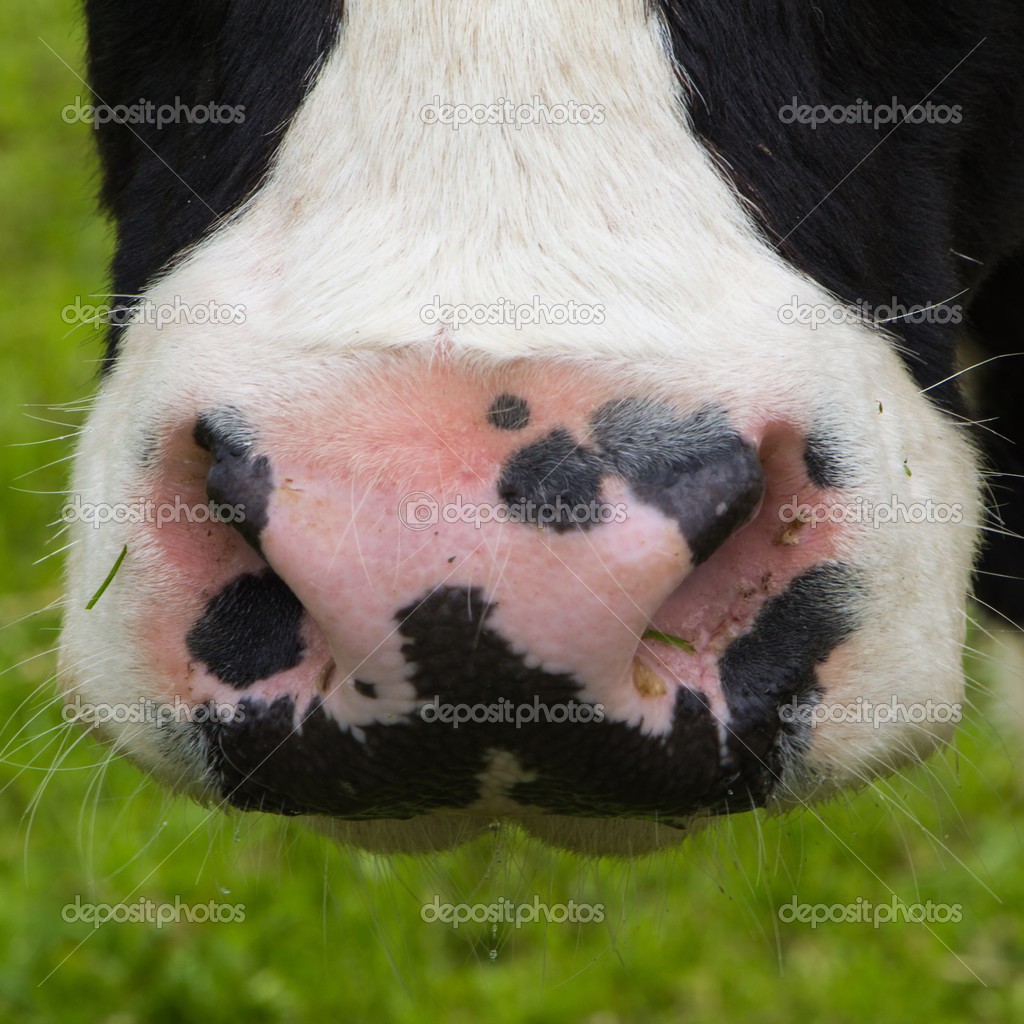 Close-up pf a cows nose — Stock Photo © photoweges #38974255