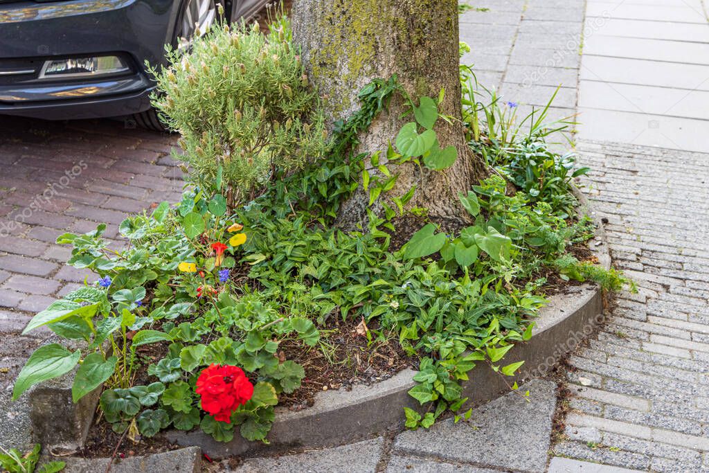 Lttle tree garden in Kerklaan city of Groningen in the Netherlands ...