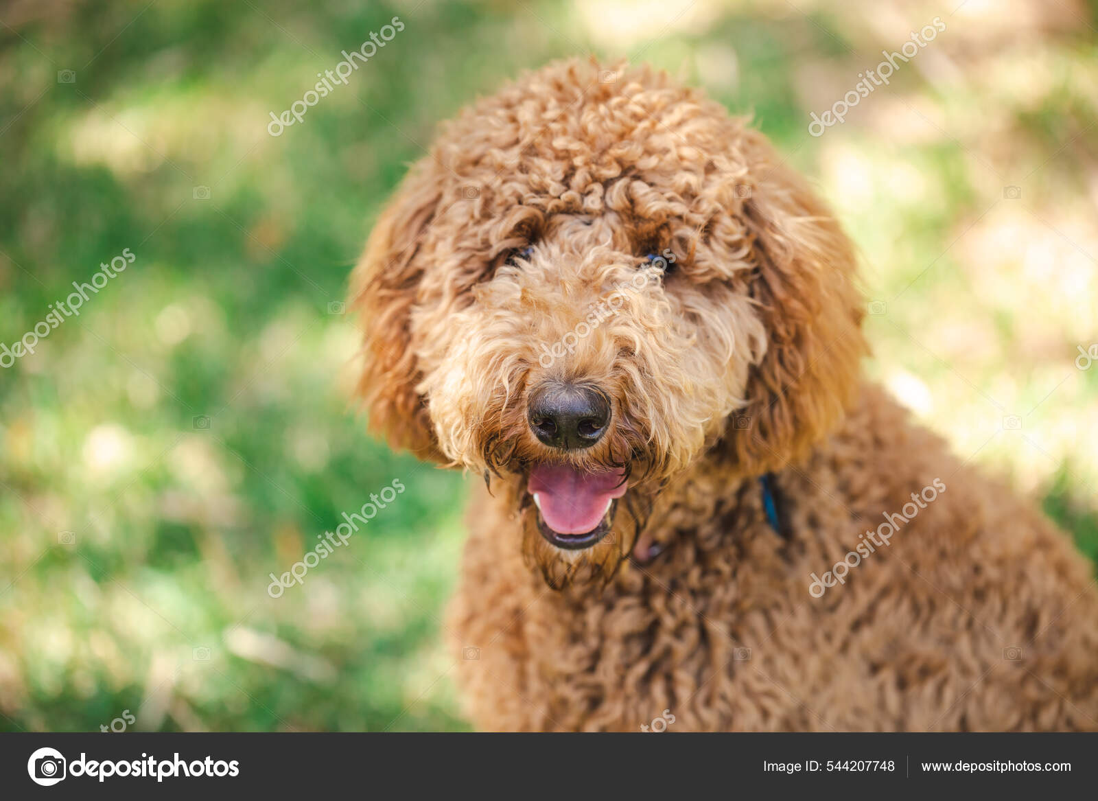 Poodle Golden Retriever Mix