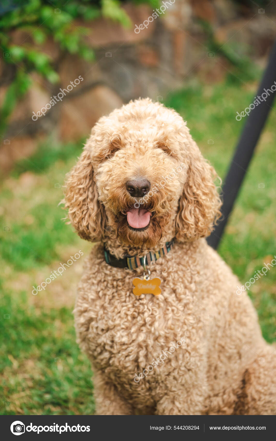 Una Raza De Perro Goldendoodle