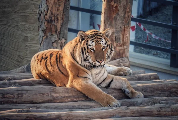 Zoo railing Stock Photos, Royalty Free Zoo railing Images | Depositphotos