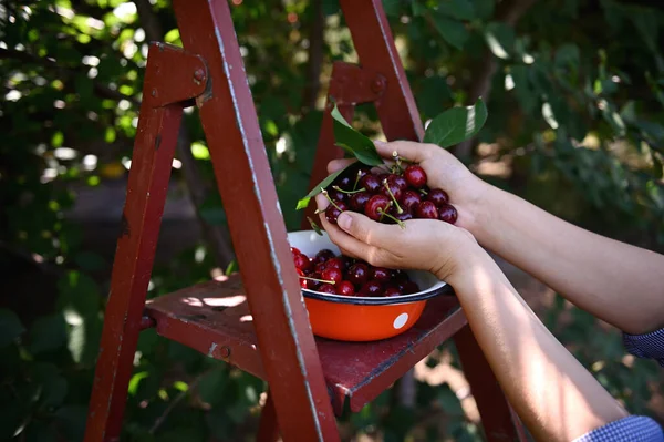 Handful of ripe freshly picked cherries in the hands of a farmer, next ...