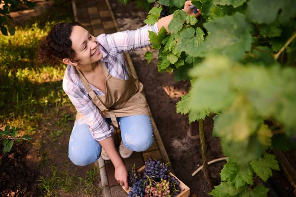 View from above of an inspired vintner, female wine grower, middle-aged multiethnic woman eco ...