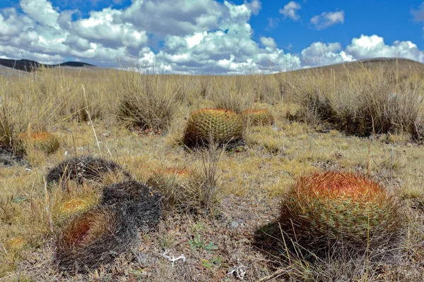 Hermoso ejemplar silvestre de un cactus cuyo nombre científico es Oroya ...