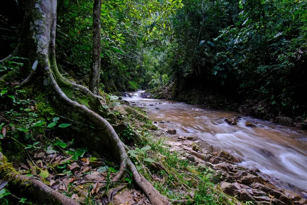 Guyana rainforest Stock Photos, Royalty Free Guyana rainforest Images ...