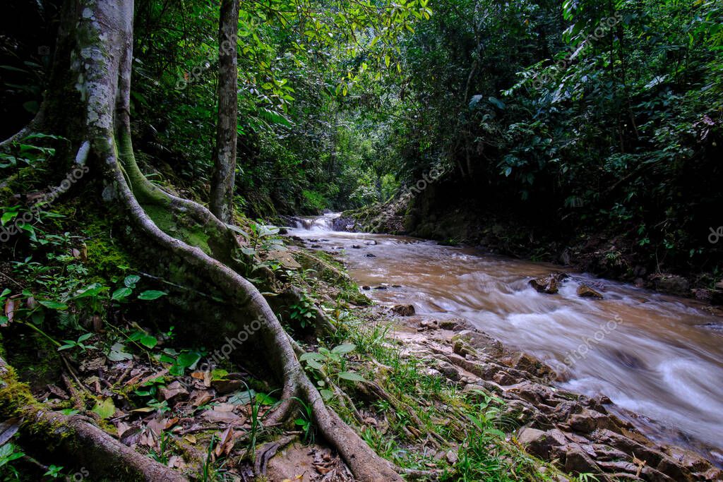 Interior de la selva central del Perú, densa vegetación con ríos y ...