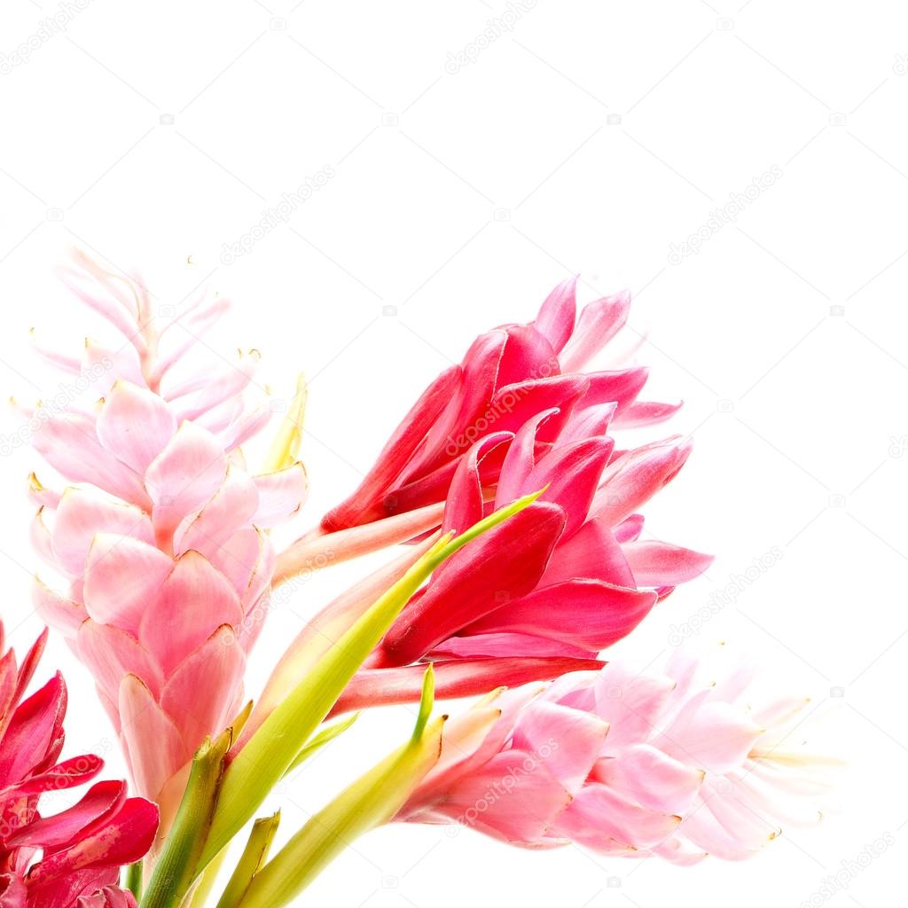 Red Ginger Stock Photo by ©panuruangjan 40703515