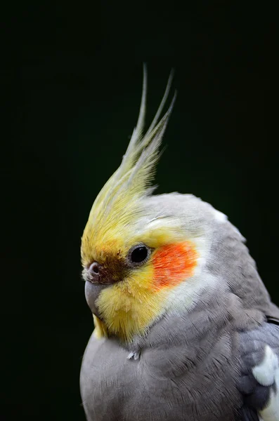 Yellow cockatiel head across Stock Photo by ©dbtale 11855700