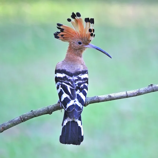 Hoopoe Stock Photos, Royalty Free Hoopoe Images | Depositphotos