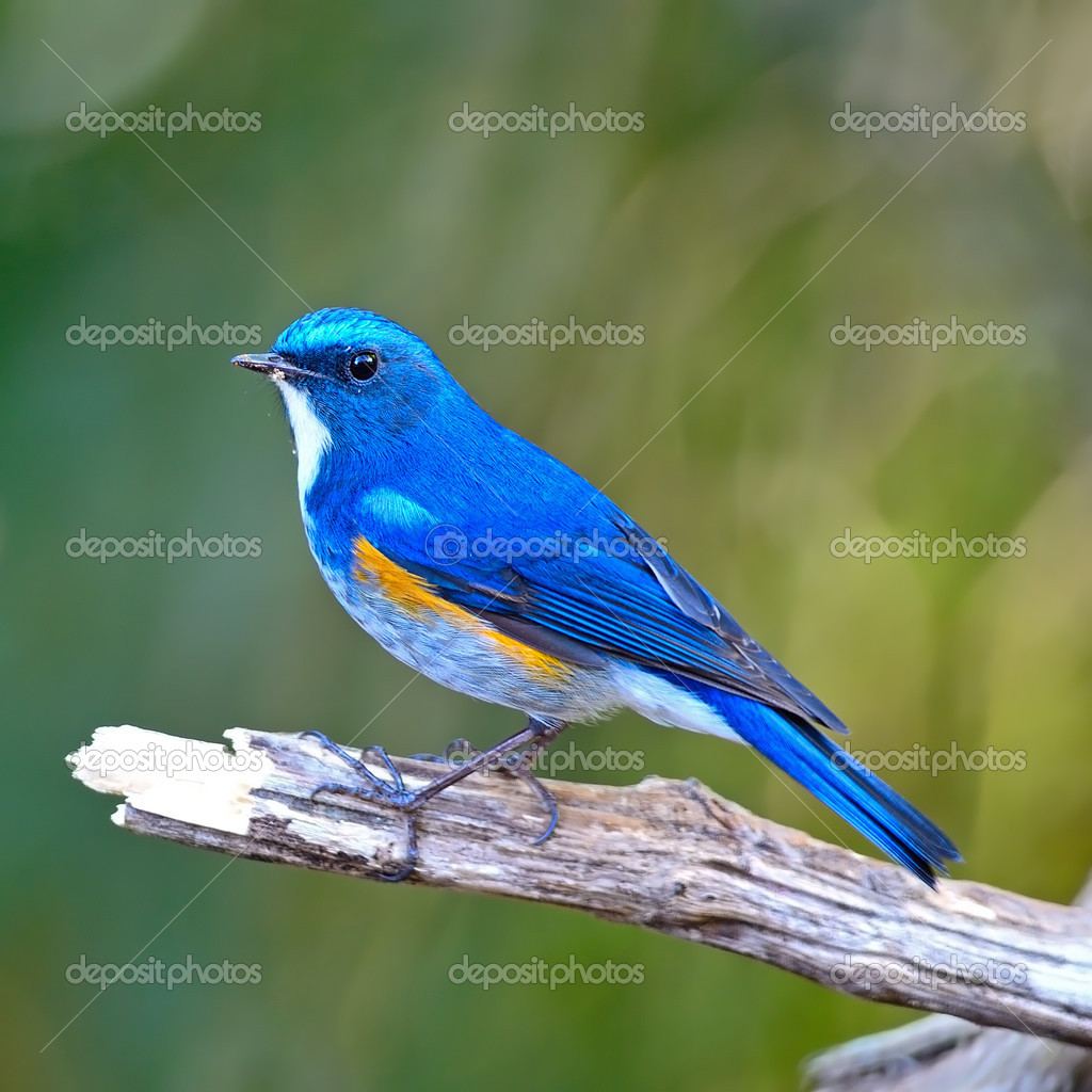 Himalayan Bluetail Stock Photo by ©panuruangjan 41008041