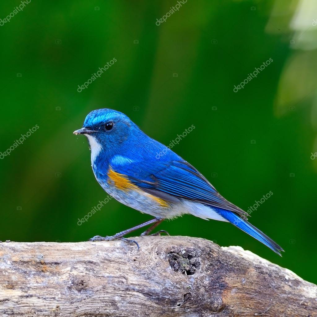 Himalayan Bluetail Stock Photo by ©panuruangjan 41008405