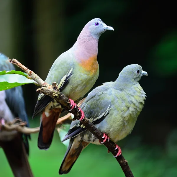 Pigeon vert images libres de droit, photos de Pigeon vert | Depositphotos
