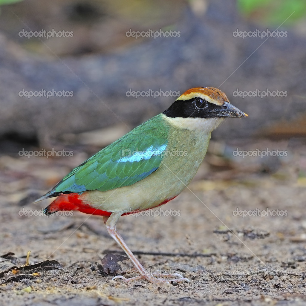 Fairy Pitta — Stock Photo © panuruangjan #41010577
