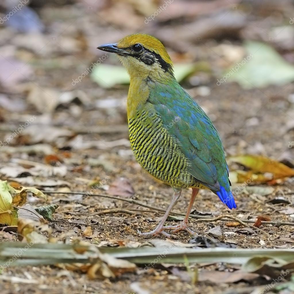 Female Bar-bellied Pitta — Stock Photo © panuruangjan #41010807