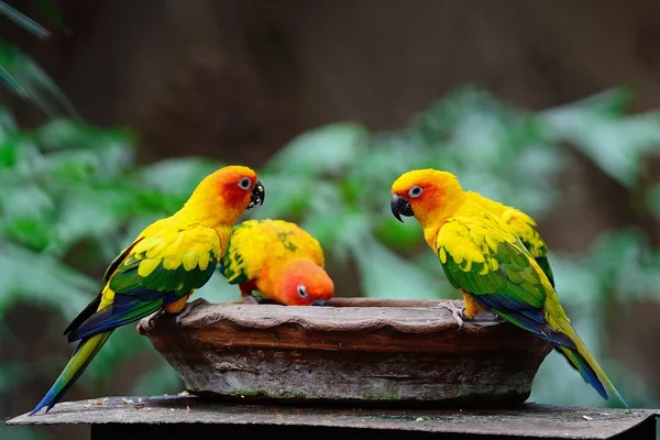 Sun Conure Wallpaper