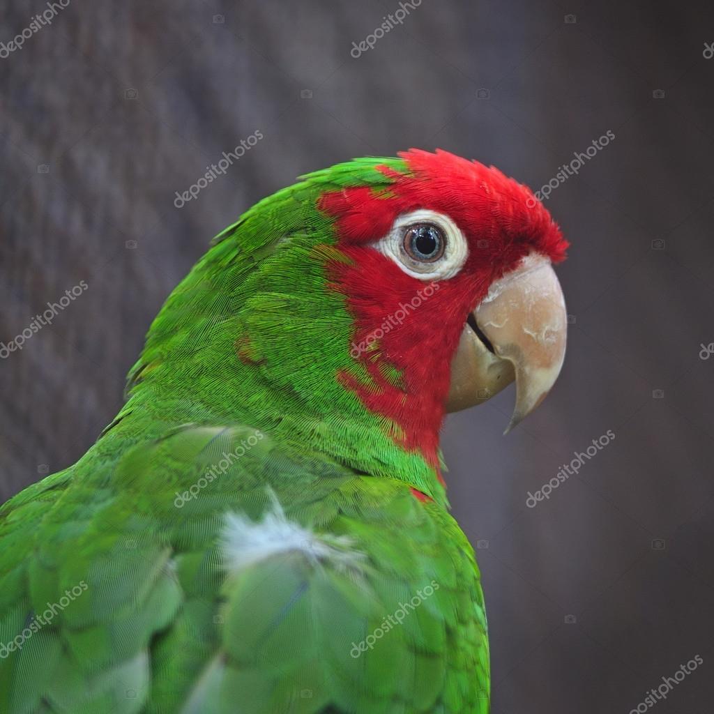 Red Masked Conure Stock Photo by ©panuruangjan 41682981