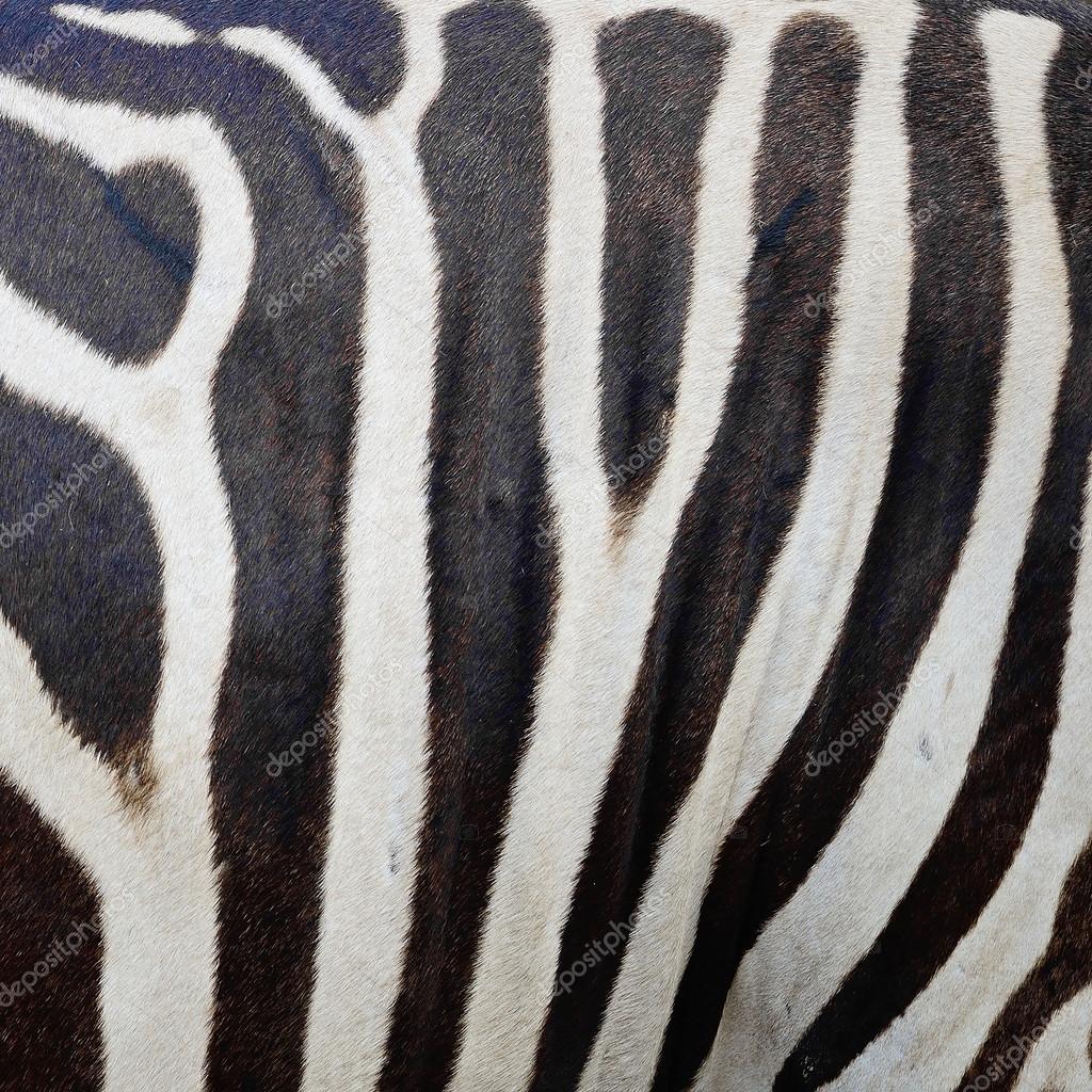 Common Zebra skin — Stock Photo © panuruangjan #41686017