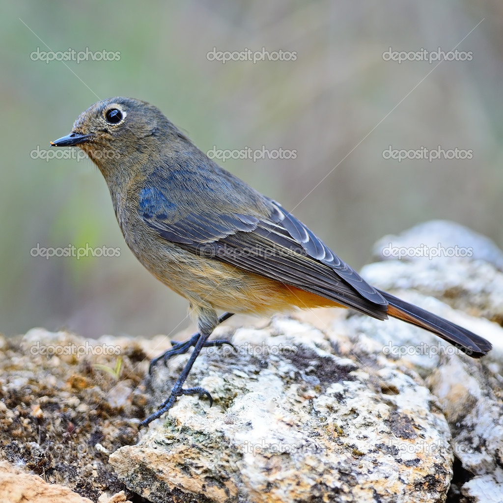 Female Blue-fronted Redstart — Stock Photo © panuruangjan #42617673