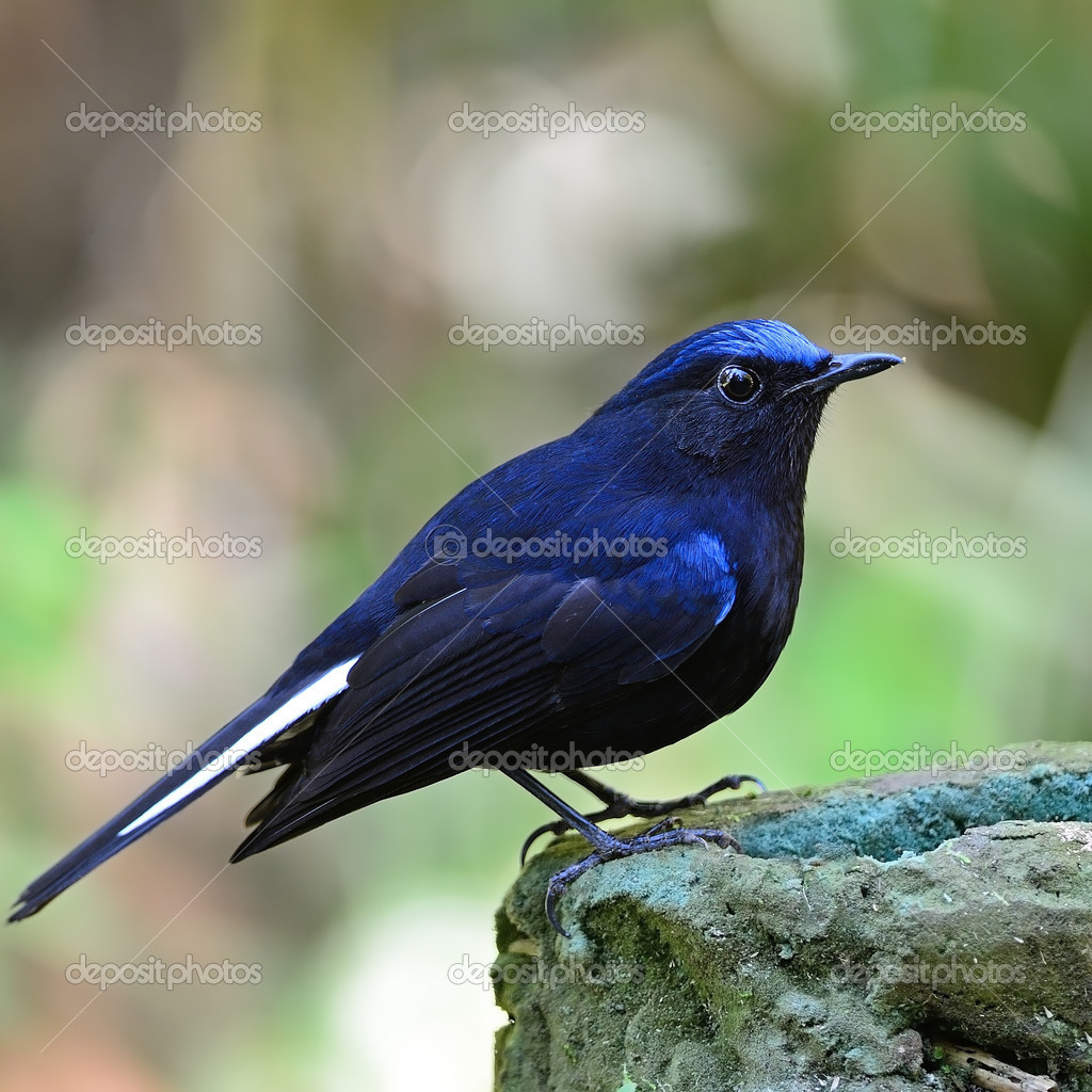 Male White-tailed Robin Stock Photo by ©panuruangjan 43515805
