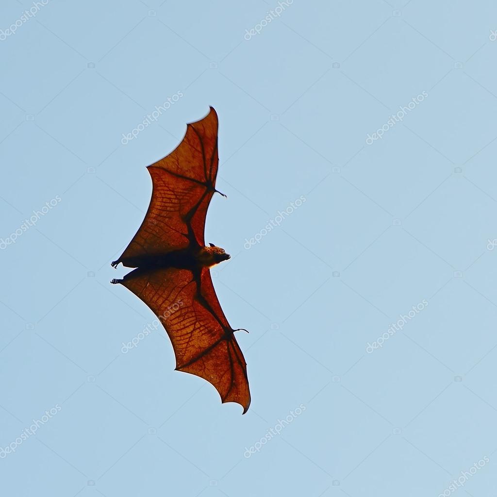 Flying Fox Stock Photo by ©panuruangjan 45811789