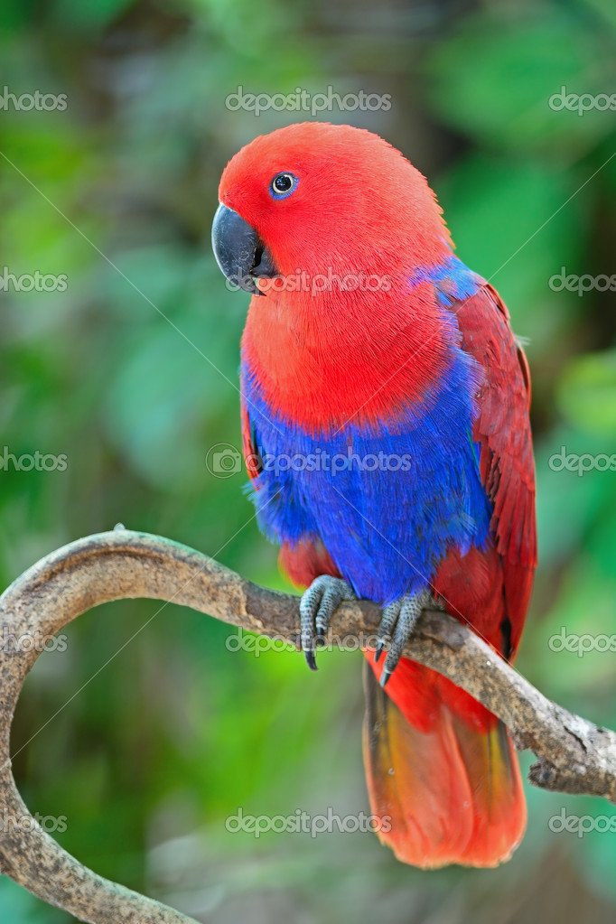 Eclectus parrot Stock Photo by ©panuruangjan 48921447