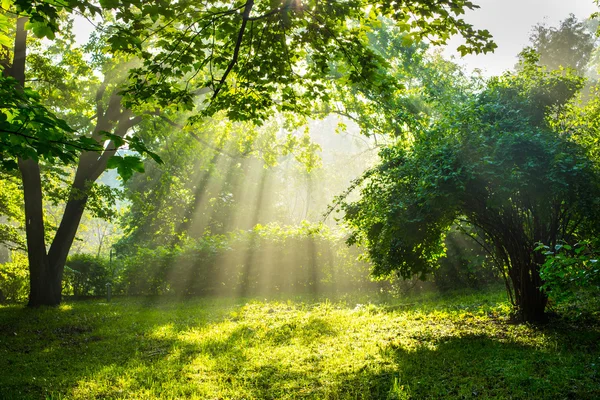 Sunny green forest - Stock Image - Everypixel