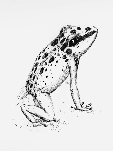 Drawing frogs cute Stock Photos, Royalty Free Drawing frogs cute Images ...