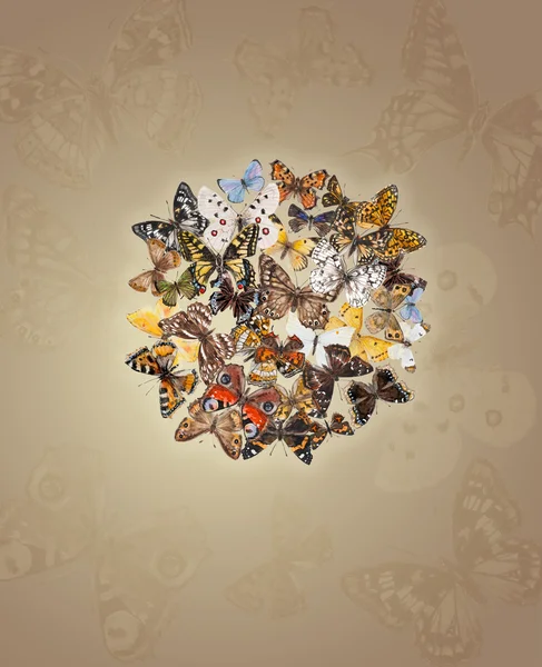 Russian butterflies. — Stock Photo © budogosh #49120489