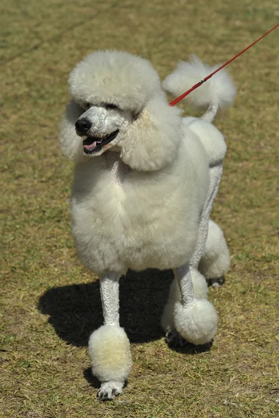 ᐈ French poodle stock pictures, Royalty Free french poodle photos ...