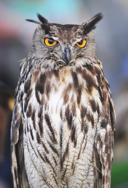 Portrait of an owl — Stock Photo © Petrichuk #2646230