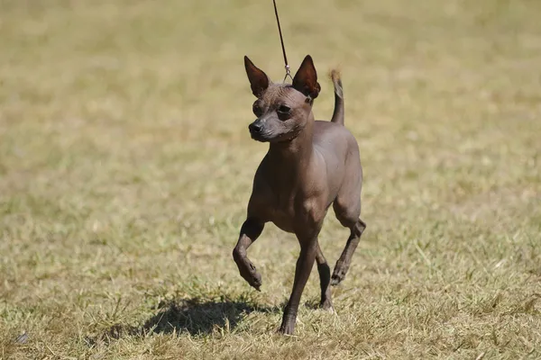 Xoloitzcuintle Con Pelo