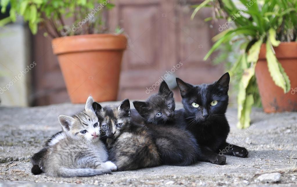 Mother cat and her kittens Stock Photo by ©avarand 38386783