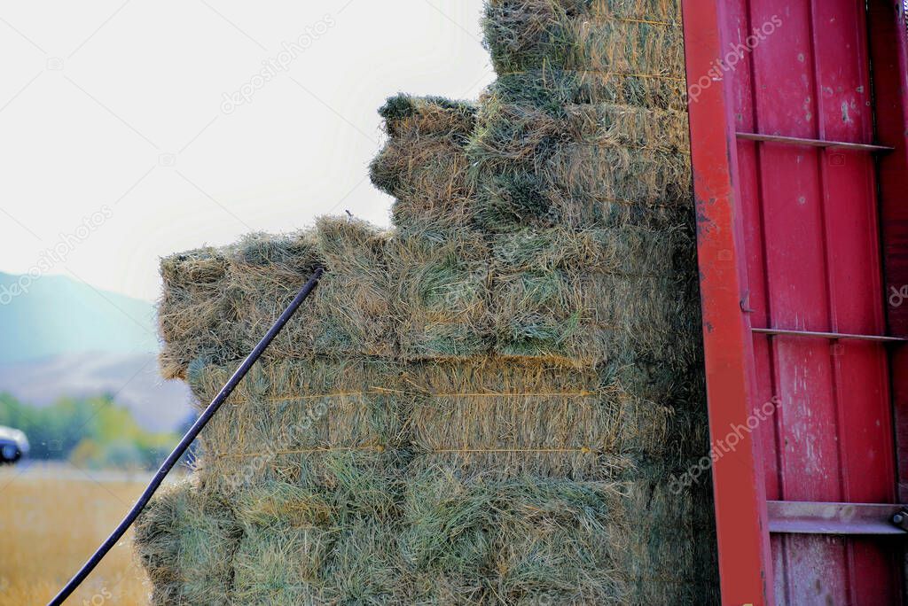 Agricultura: pequeñas balas cuadradas apiladas en un campo con soporte ...