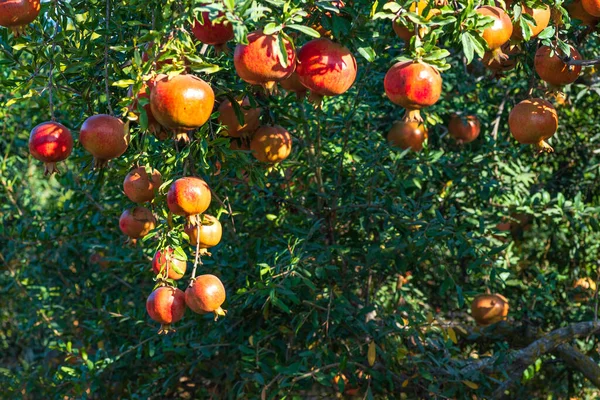 Fruits israel Stock Photos, Royalty Free Fruits israel Images ...