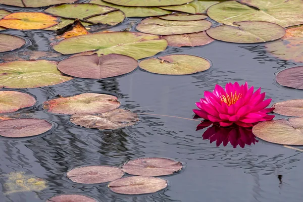 Purple Egyptian Lotus Water Lily Flower Leaves Floating Water Israel ...