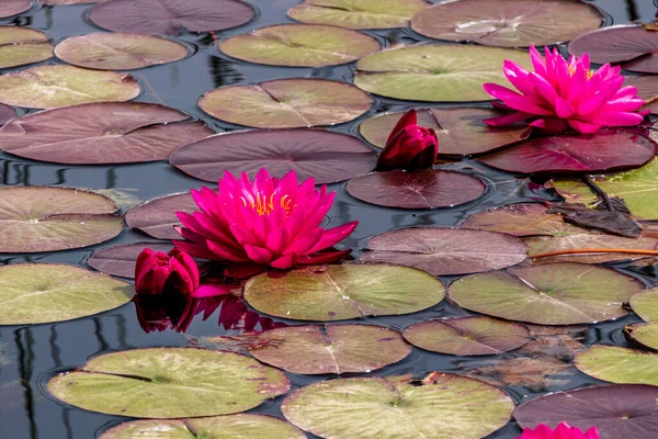 Egyptian lotus Stock Photos, Royalty Free Egyptian lotus Images ...