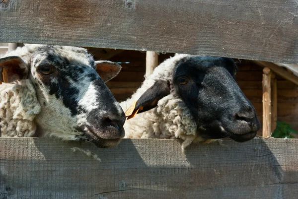 Schapen in de stal Stock Photos, Royalty Free Schapen in de stal Images ...