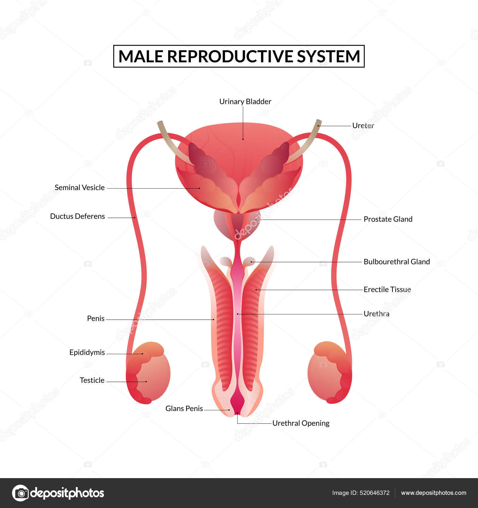 Anatomy Male Reproductive System Stock Vector By ©vipicreate