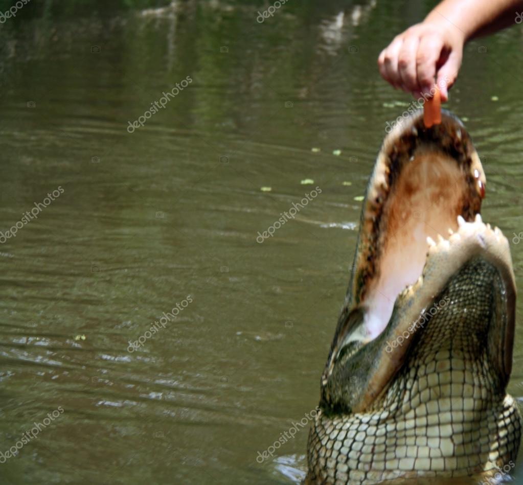 Feeding the Alligator — Stock Photo © bellafotosolo #42982485