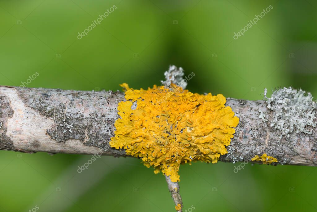 Xanthoria parietina, liquen naranja común en la rama del árbol enfoque ...