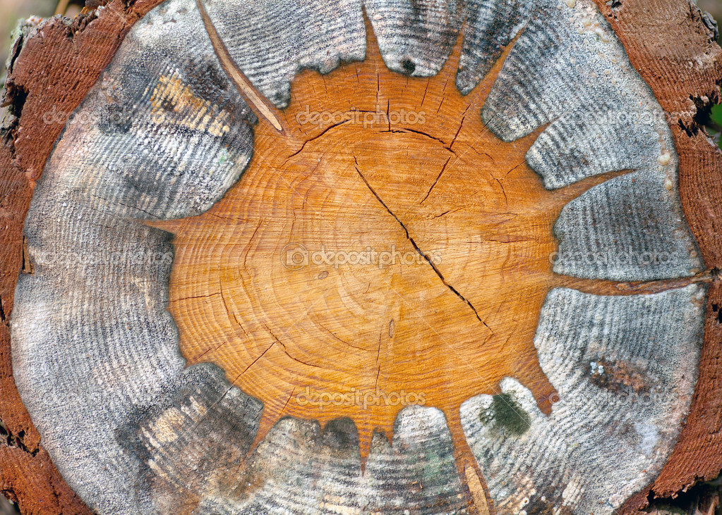 Structure of the cut tree — Stock Photo © vvvita #39625449