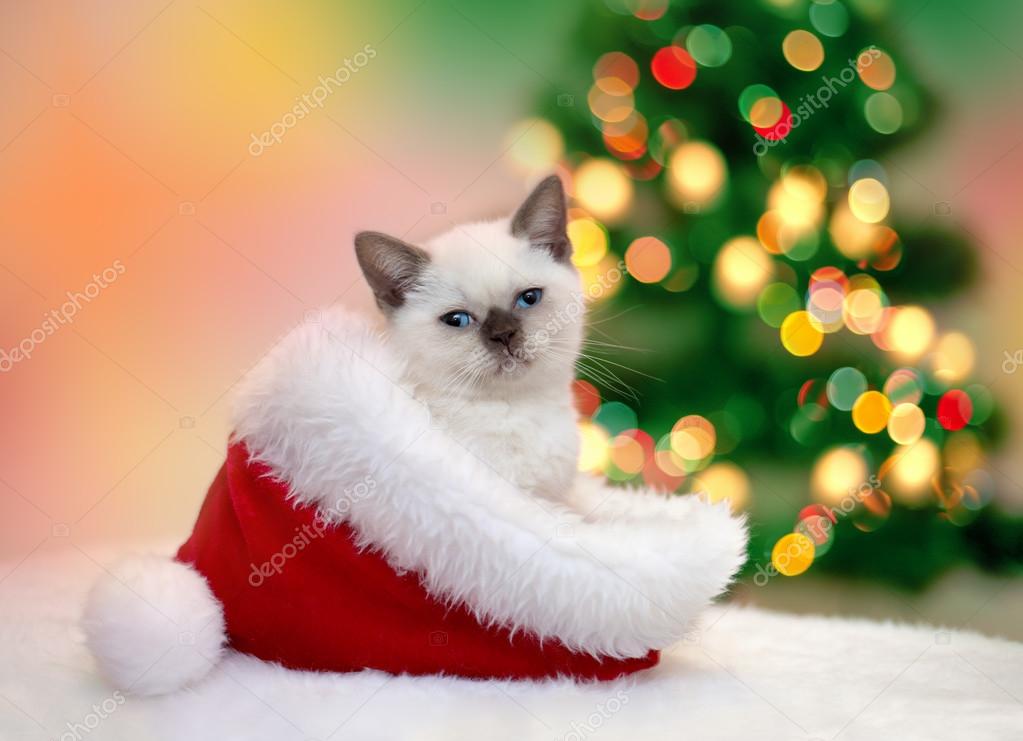 Little cat sitting in Santa's hat against Christmas tree with lights ...