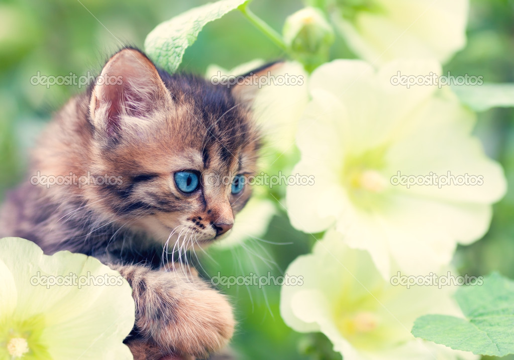 Cute little kitten in the mallow — Stock Photo © vvvita #46764887
