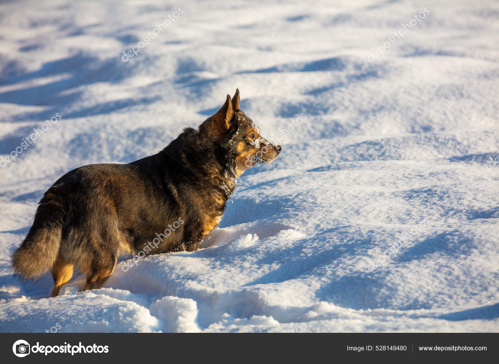Dog Walking Deep Snow Winter Field — Stock Photo © vvvita #528149480