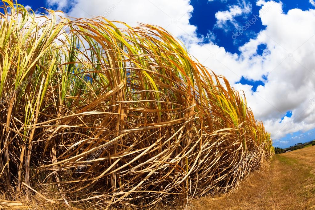 Sugarcane Fields Stock Photo by ©fotoluminate 43761231
